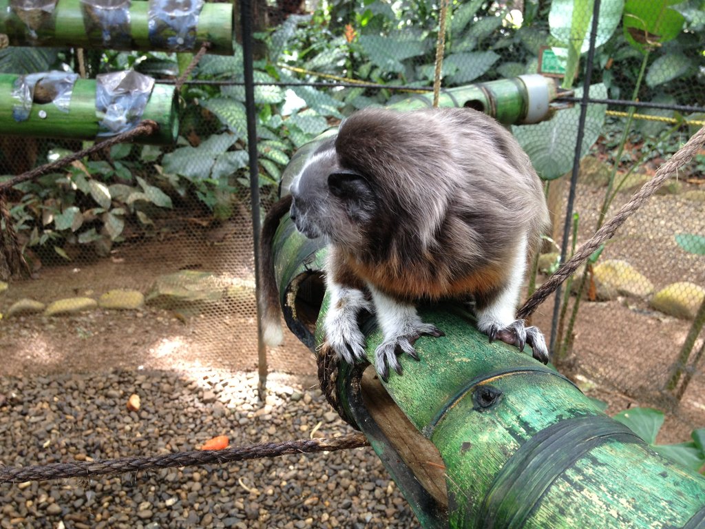 Building an Immersion Aviary - an educational tool - GlobalGiving