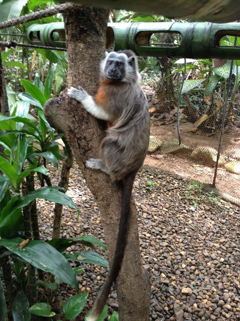 Building an Immersion Aviary - an educational tool - GlobalGiving