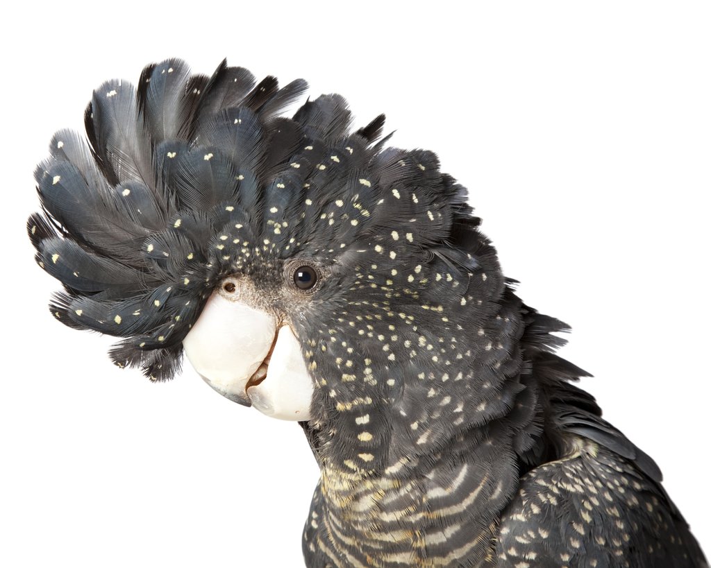 Carnaby's and Red-tailed Black Cockatoo Project - GlobalGiving