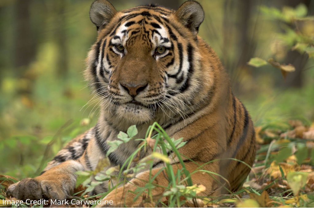 Photos from Protecting Tigers - GlobalGiving