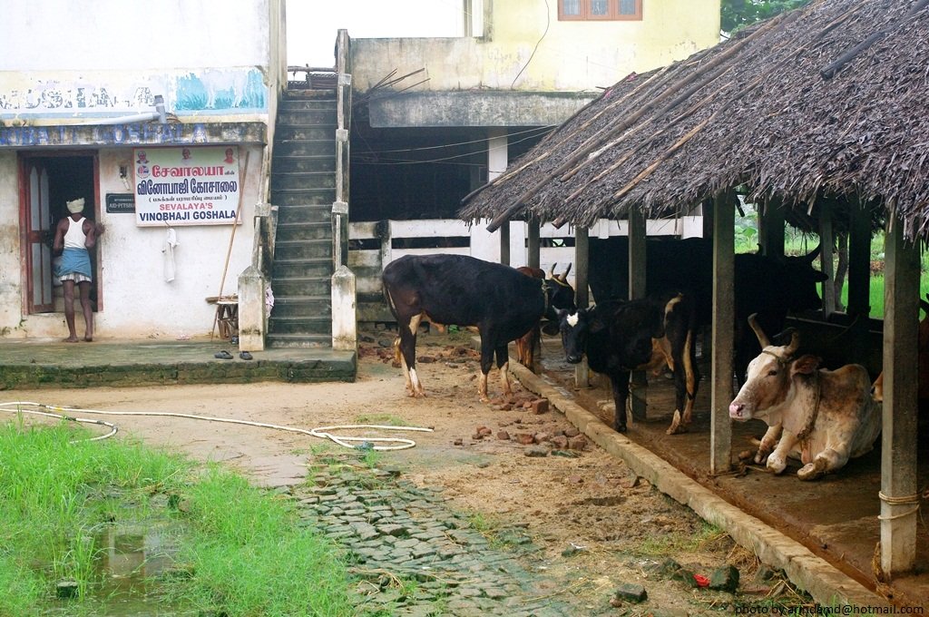 Rehabilitation of Partial Disabled Cows - GlobalGiving