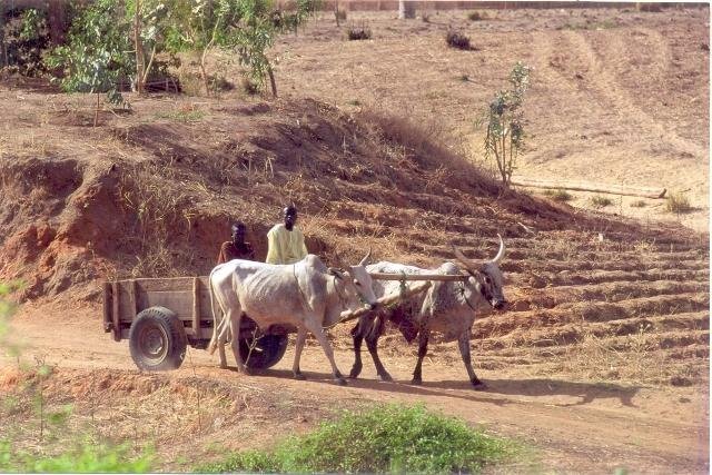 The Desert Fridge: Give Electricity-Free Cooling - GlobalGiving