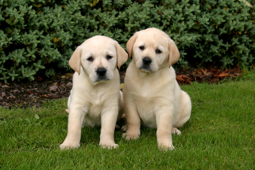 Reports on Sponsor a Puppy - Irish Guide Dogs for the Blind - GlobalGiving