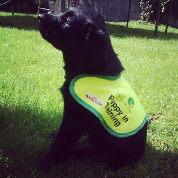 Sponsor a Puppy - Irish Guide Dogs for the Blind - GlobalGiving