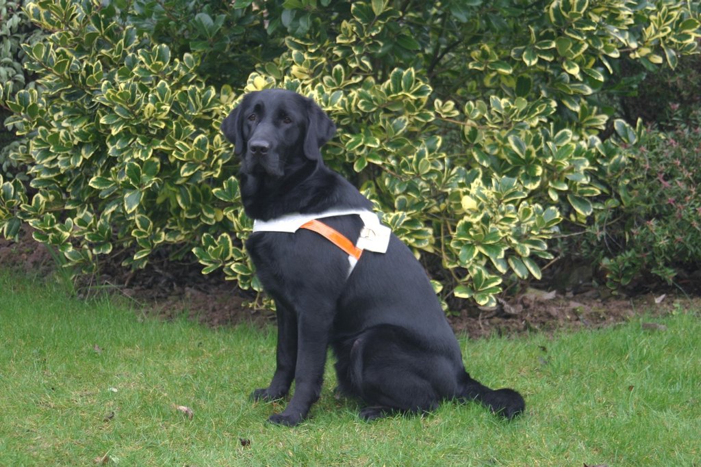 Sponsor a Puppy - Irish Guide Dogs for the Blind - GlobalGiving