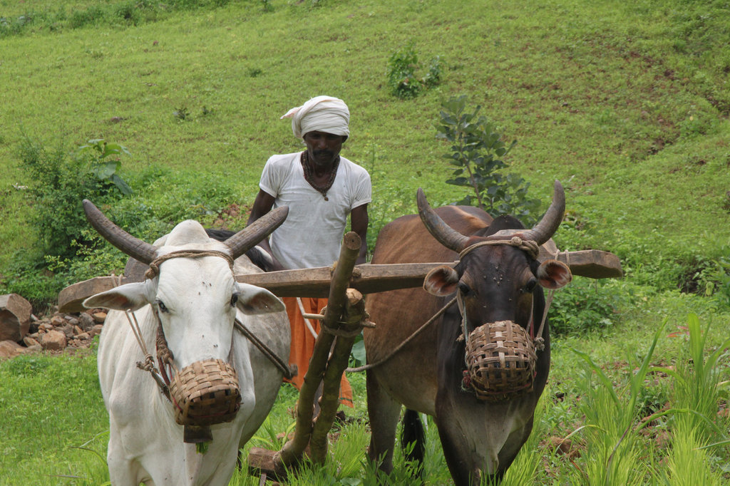 Homestead nutrition for Korku tribe in India - GlobalGiving
