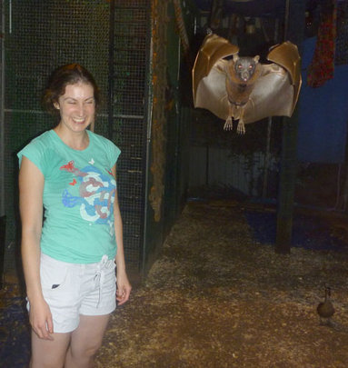 Help Baby Bats Take Flight! - GlobalGiving