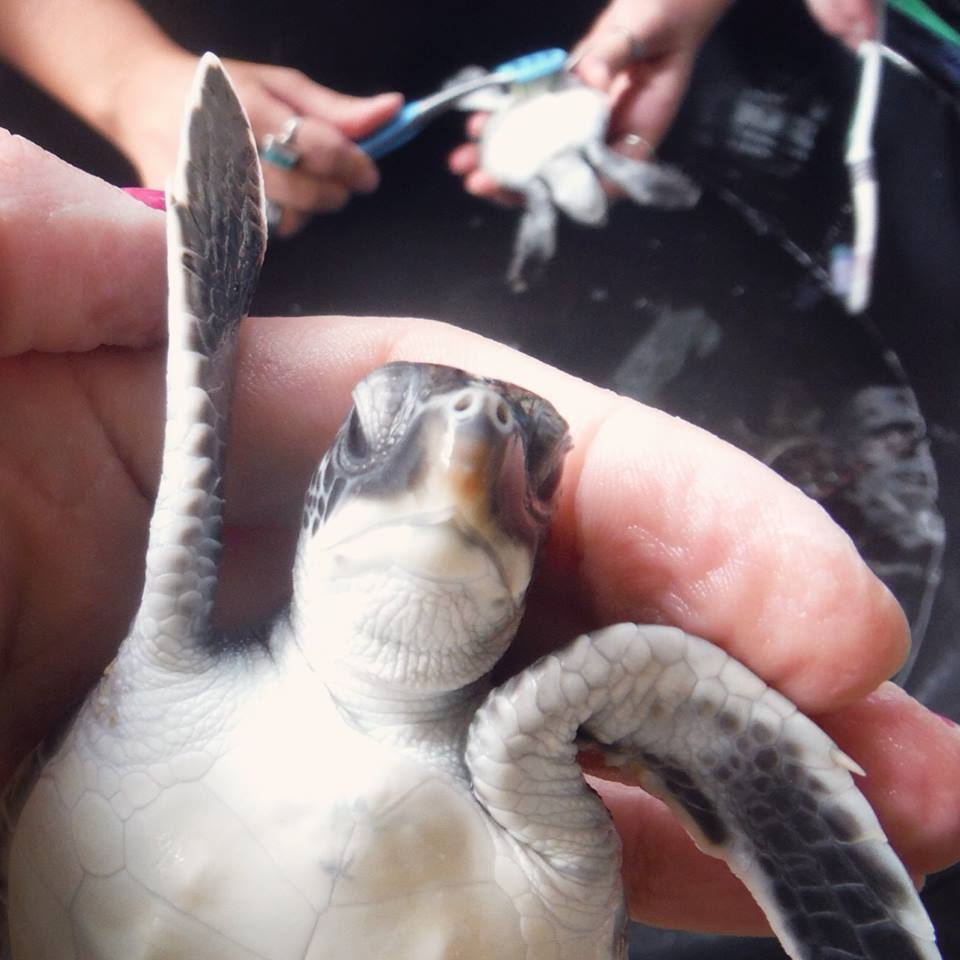 Photos from Rescue & Protect Sea Turtles in Thailand and Asia ...