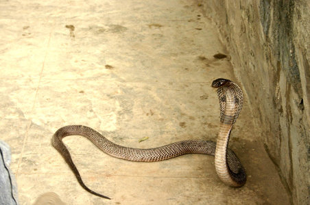 Saving Lives, Human-Snake Conflict Mitigation - GlobalGiving