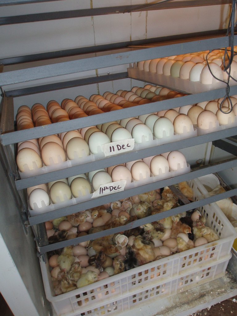 Happy Chickens for Food Security and Environment - GlobalGiving