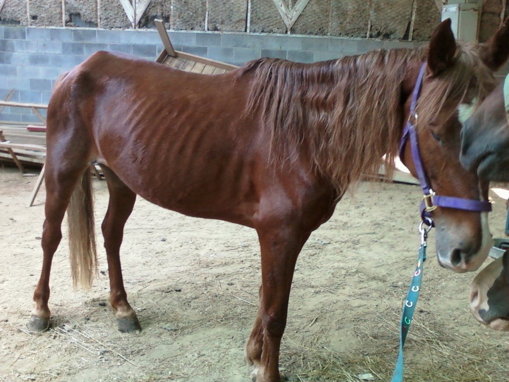 Rescue Horses to Help At-Risk/Disadvantaged in TN - GlobalGiving