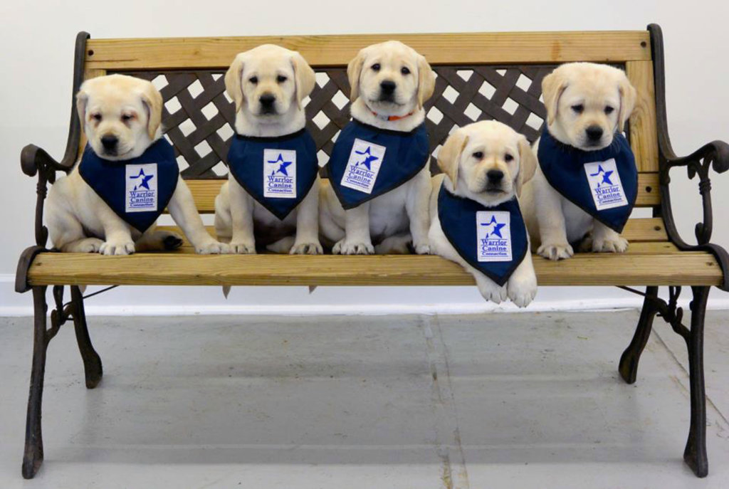 Fund a Warrior Canine Connection Service Dog - GlobalGiving