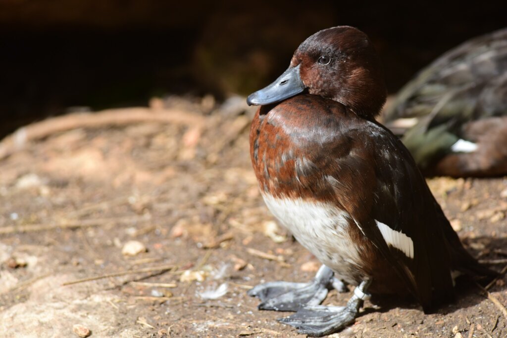 Reports on Save Israel's Birds of Prey - GlobalGiving