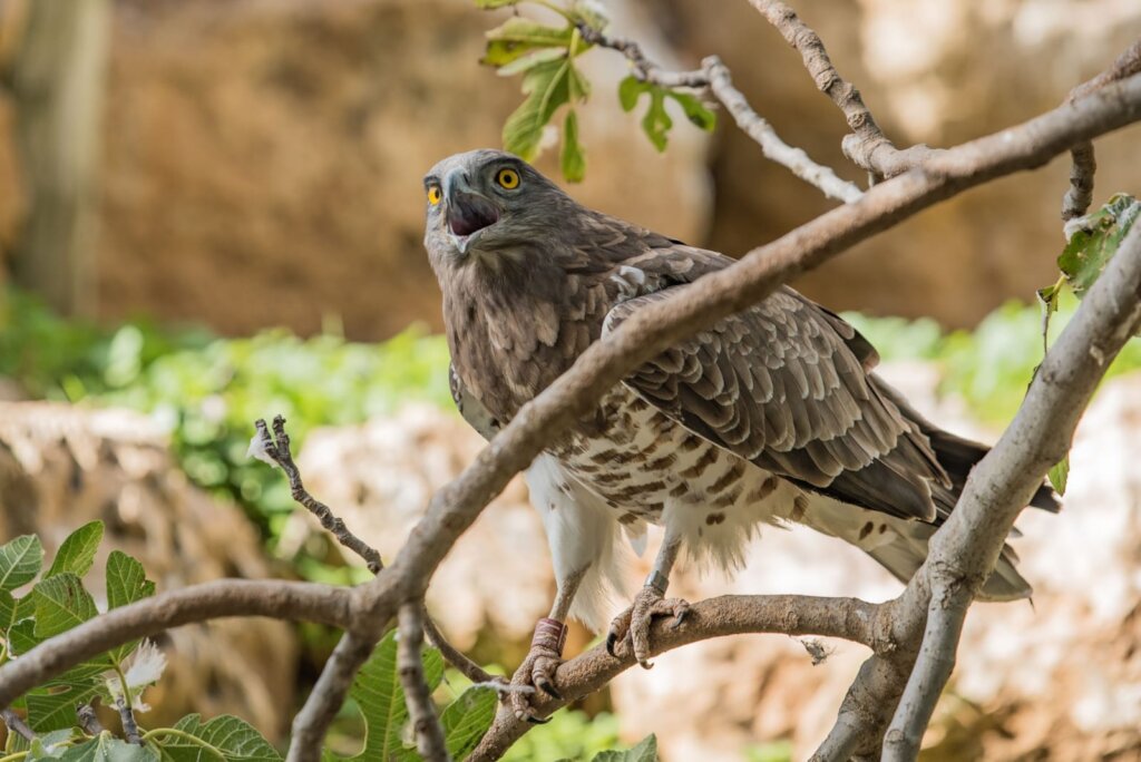 Reports on Save Israel's Birds of Prey - GlobalGiving