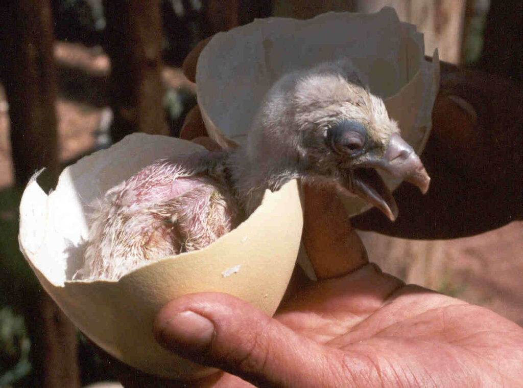 Reports on Save Israel's Birds of Prey - GlobalGiving