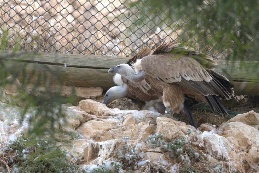 Reports on Save Israel's Birds of Prey - GlobalGiving
