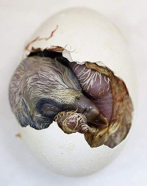 Save Israel's Birds of Prey - GlobalGiving