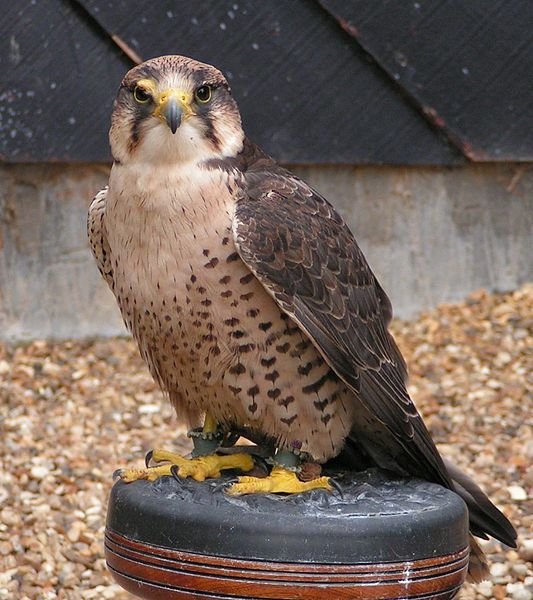Save Israel's Birds of Prey - GlobalGiving