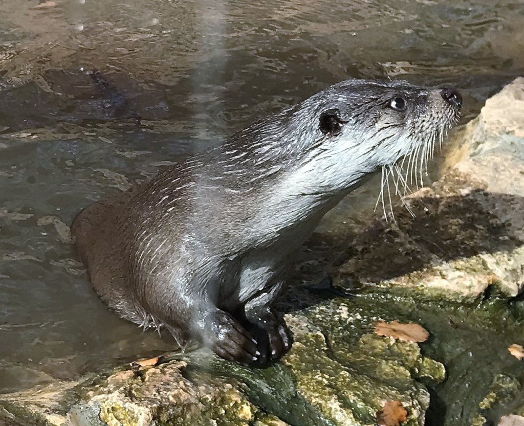 Reports on Saving Israel's Otters - GlobalGiving