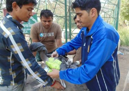 Reports on Save Birds from Kite-String Injuries - GlobalGiving