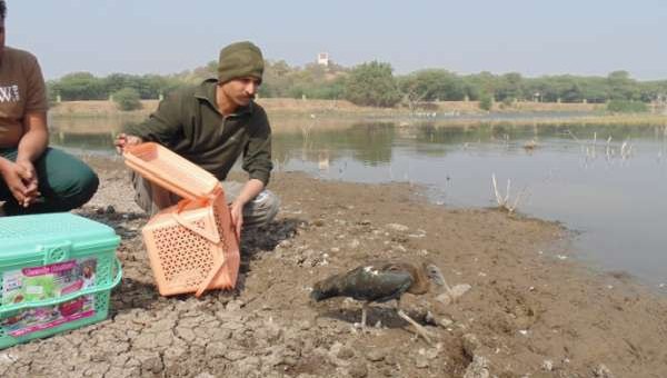 Reports on Save Birds from Kite-String Injuries - GlobalGiving