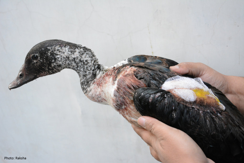 Save Birds from Kite-String Injuries - GlobalGiving