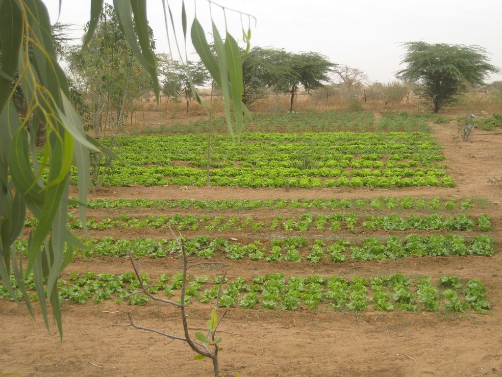 Food Security for 1,800 Villagers in Senegal - GlobalGiving