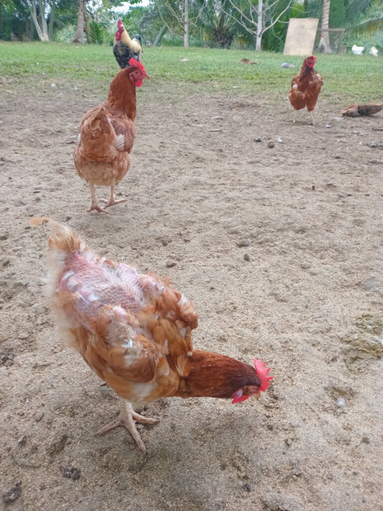 Reports on Happy Chickens for Fiji Food & Climate Emergency! - GlobalGiving
