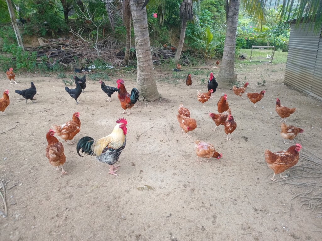 Reports on Happy Chickens for Fiji Food & Climate Emergency! - GlobalGiving