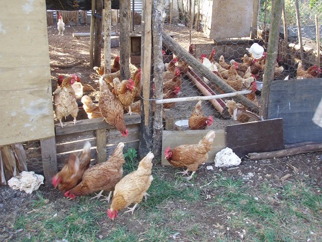 Reports on Happy Chickens for Fiji Food & Climate Emergency! - GlobalGiving