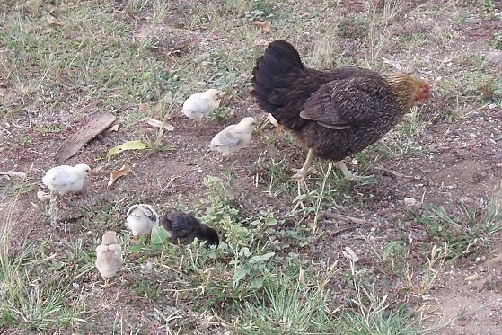 Reports on Happy Chickens for Fiji Food & Climate Emergency! - GlobalGiving