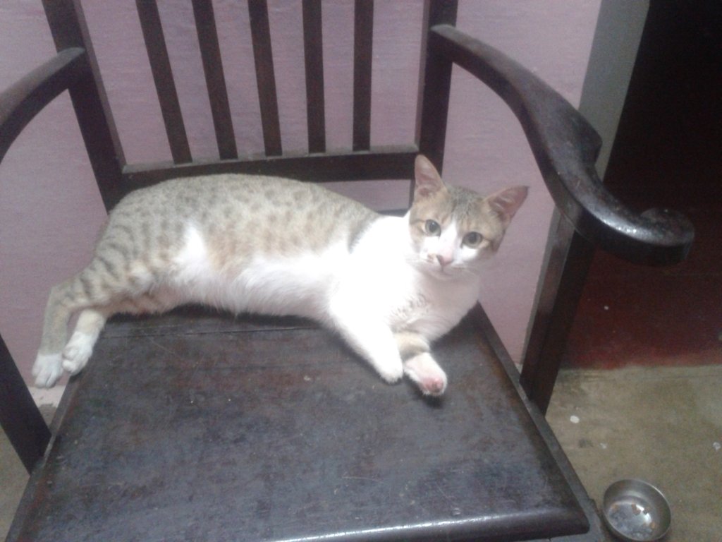 Help Blacky Walk Again! - GlobalGiving