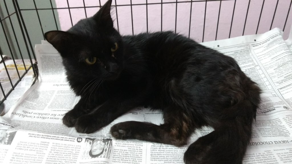 Help Blacky Walk Again! - GlobalGiving