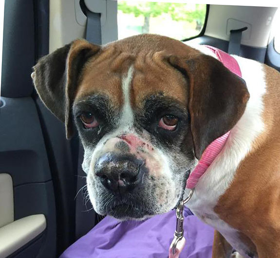 Reports on BOXERS- sick, injured & distressed need your help - GlobalGiving