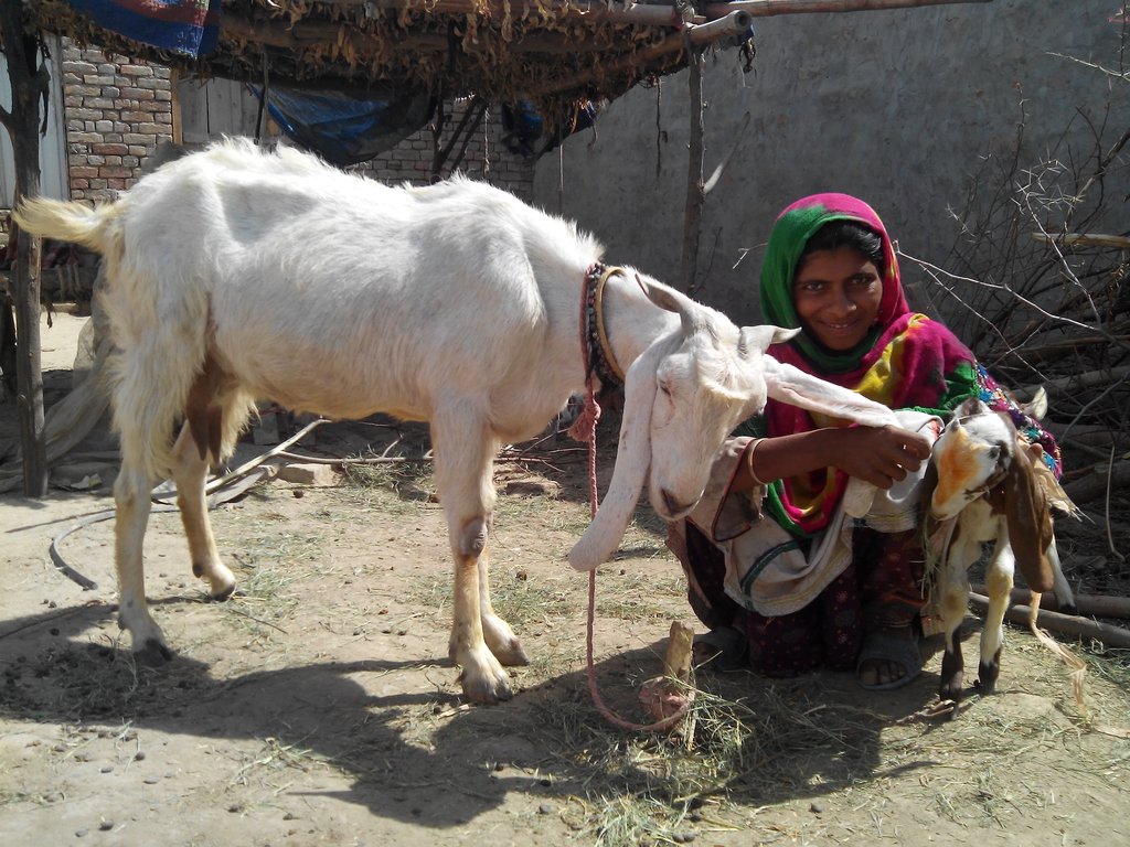 Restore the Livelihoods of 500 Ultra-Poor Families - GlobalGiving