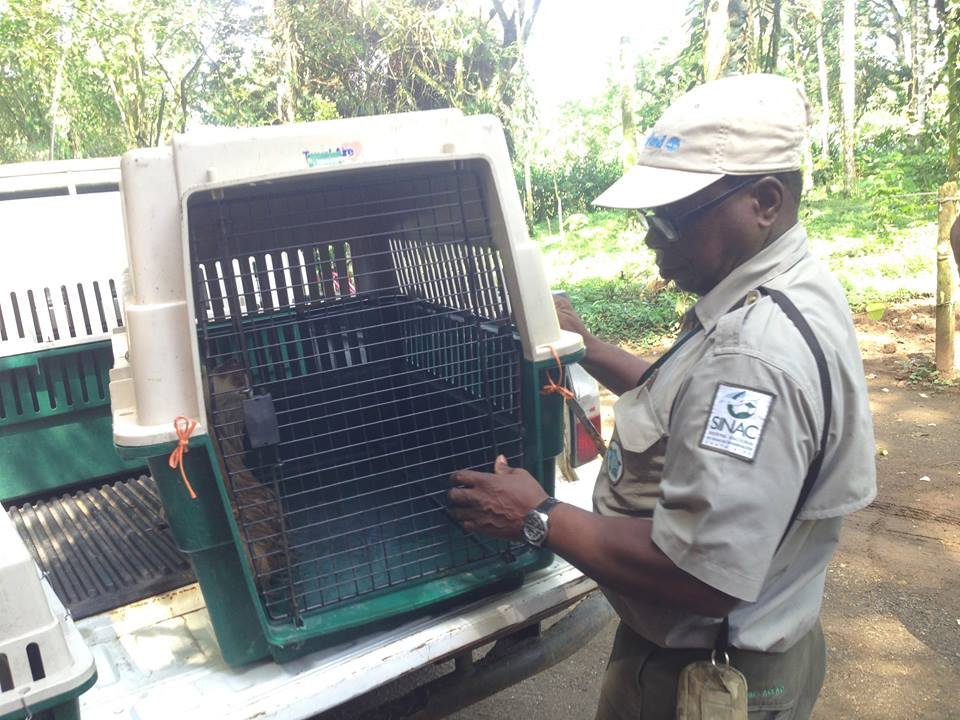 Jaguar Rescue Center: helping injured wild animals - GlobalGiving