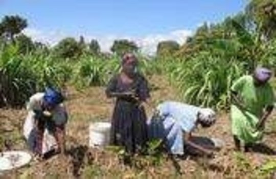Help Haitians Grow Crops Affordably - GlobalGiving