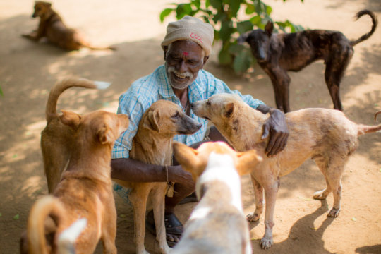 Rescue,Love,Save-1000's of Suffering Animals.India - GlobalGiving