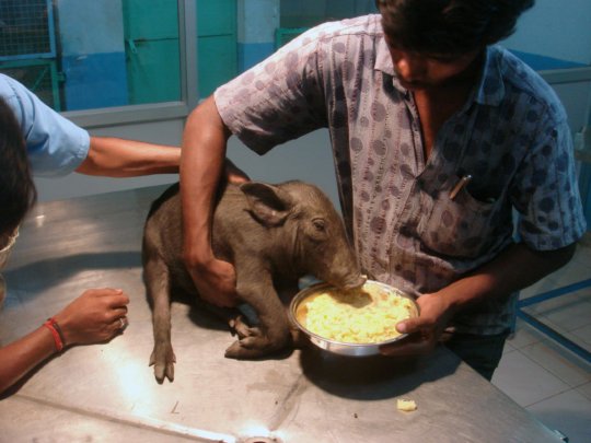Rescue,Love,Save-1000's of Suffering Animals.India - GlobalGiving