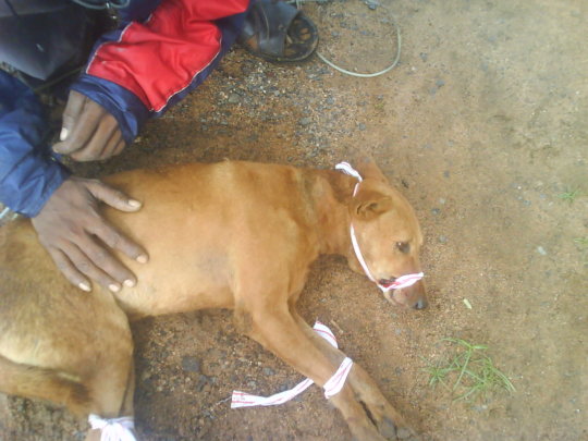 Rescue,Love,Save-1000's of Suffering Animals.India - GlobalGiving