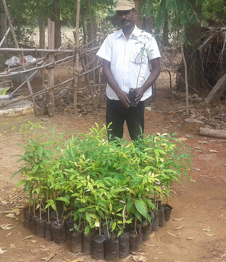 Reports on Plant a Tree - Save the Earth - GlobalGiving