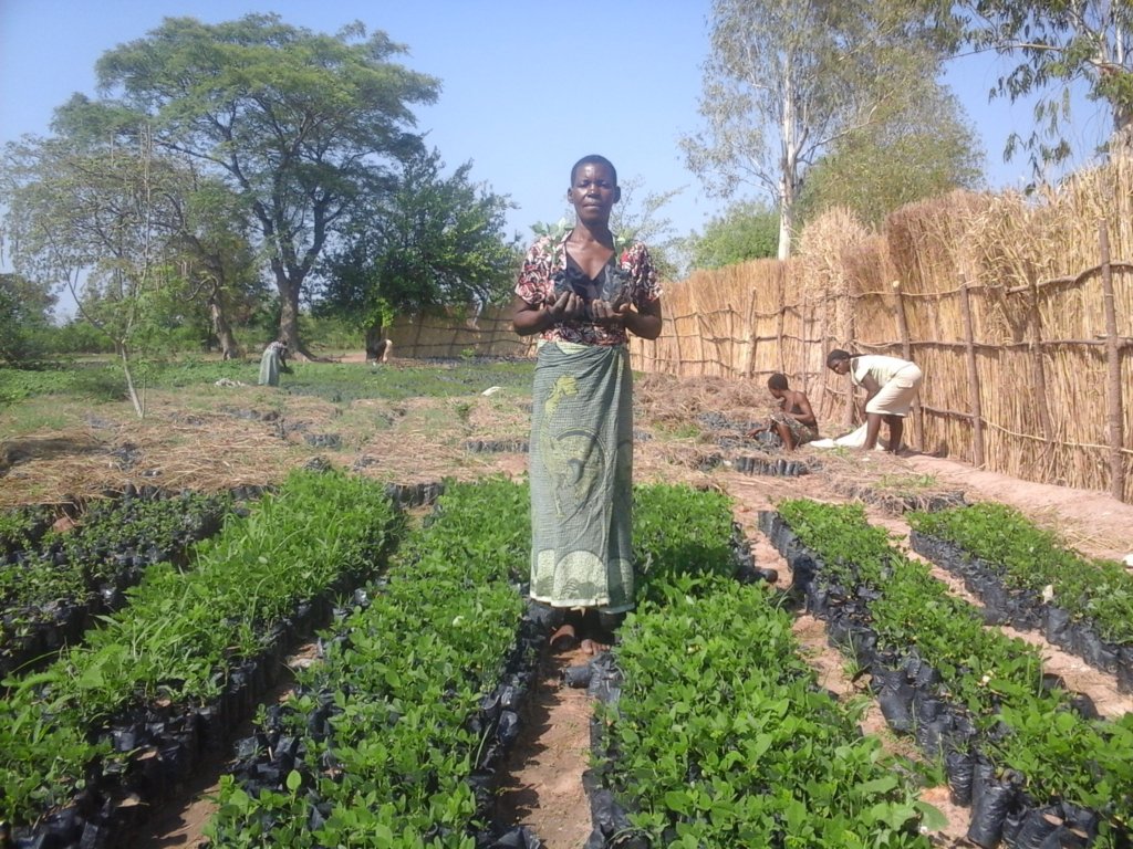 How to Share Promote afforestation to improve climate change - GlobalGiving