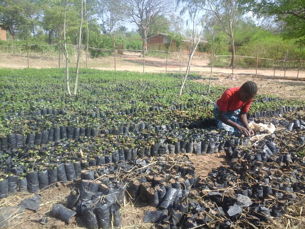 Promote afforestation to improve climate change - GlobalGiving