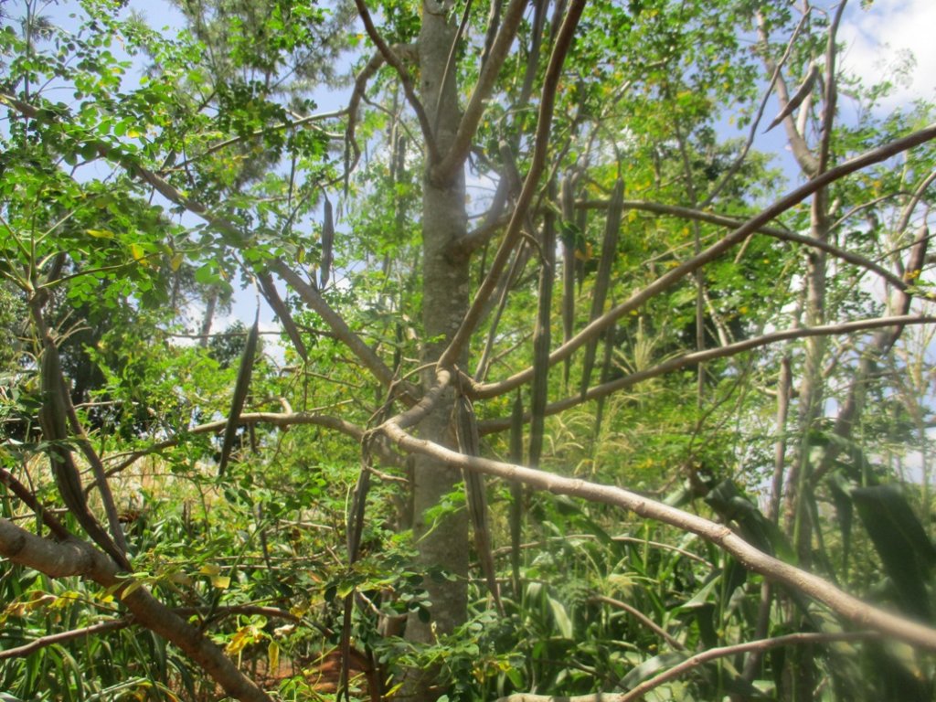 Reports on Moringa to support Kenyan farmers health & wealth - GlobalGiving