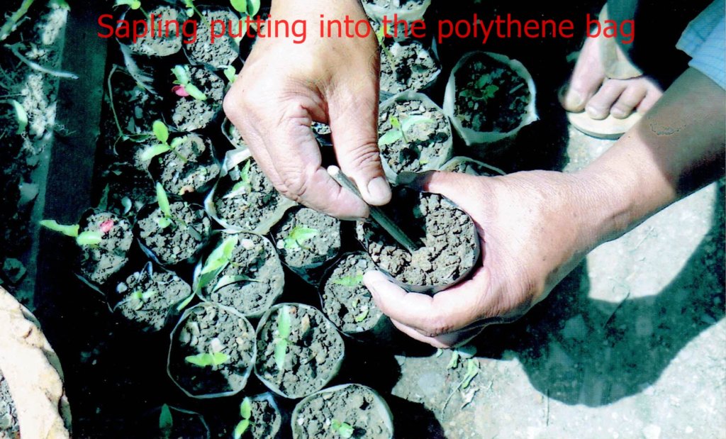 Afforestation and Eco-Development Project - GlobalGiving