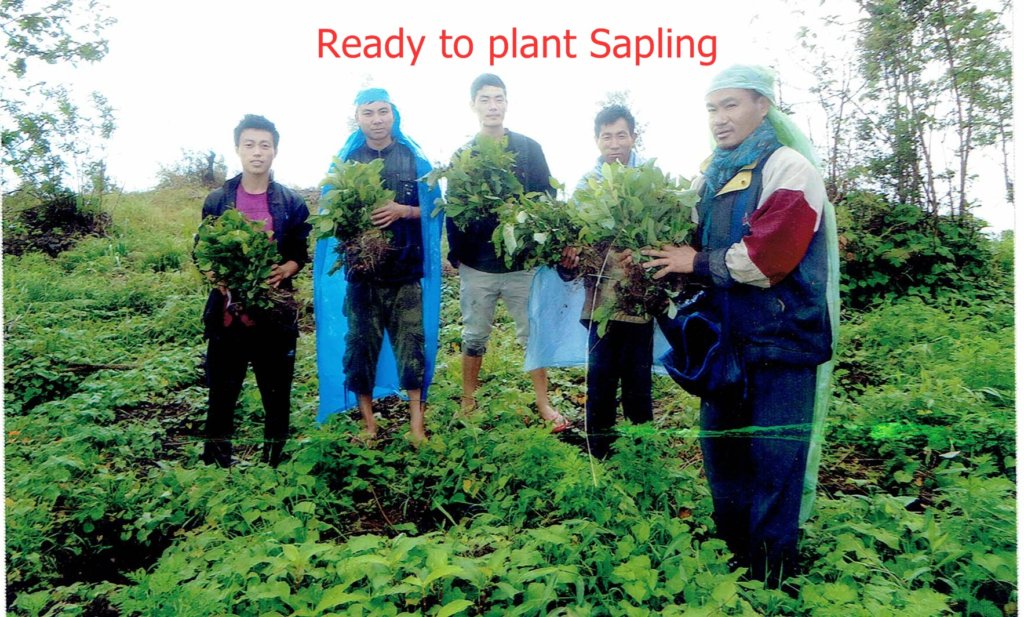 Afforestation and Eco-Development Project - GlobalGiving