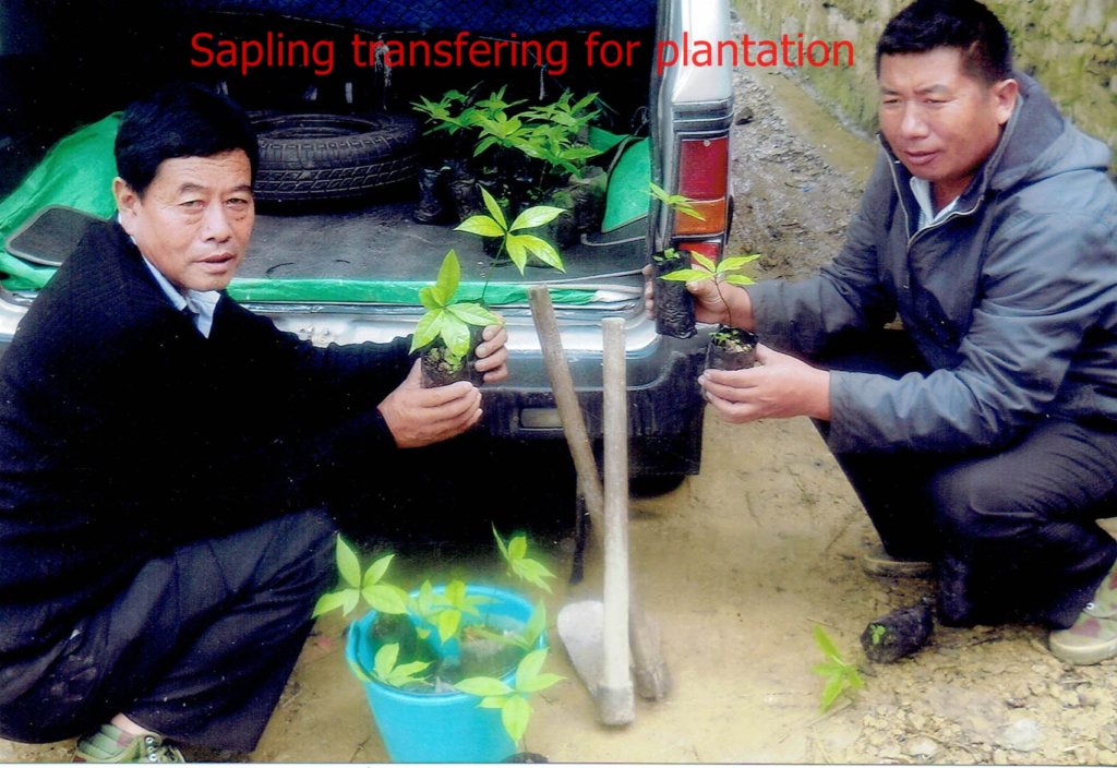 Afforestation and Eco-Development Project - GlobalGiving