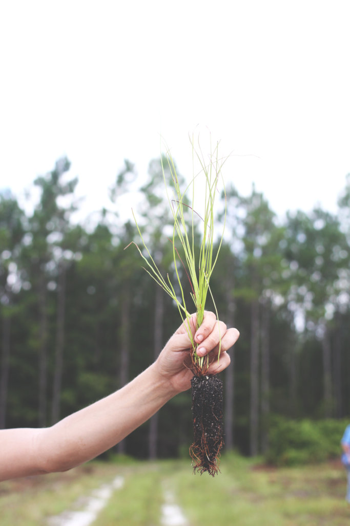 Reports on Help Us Plant 10,000 Longleaf Pine Trees in 2017 - GlobalGiving