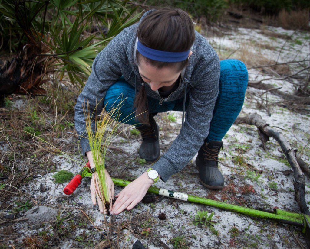 Reports on Help Us Plant 10,000 Longleaf Pine Trees in 2017 - GlobalGiving