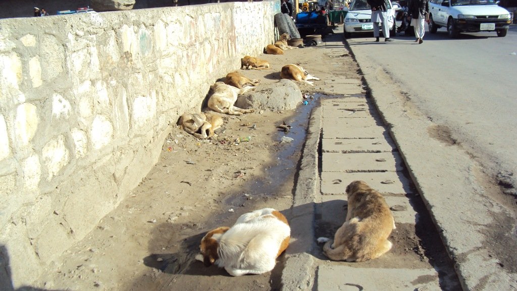 Save Life of 1,760 Street Dogs in Afghanistan - GlobalGiving